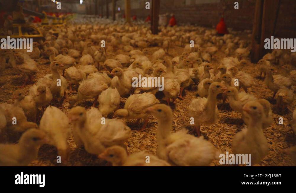 Tilt and pan to show many young white turkeys on indoor poultry farm in ...