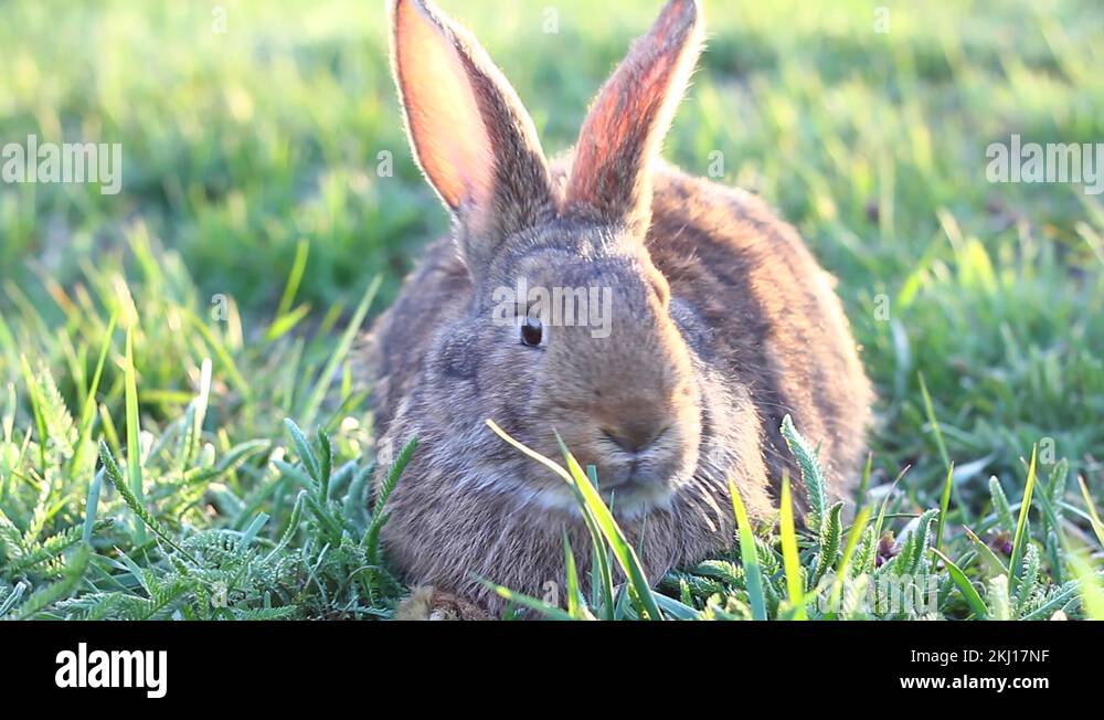 grey long-eared pet rabbit on a green meadow looking to the camera ...