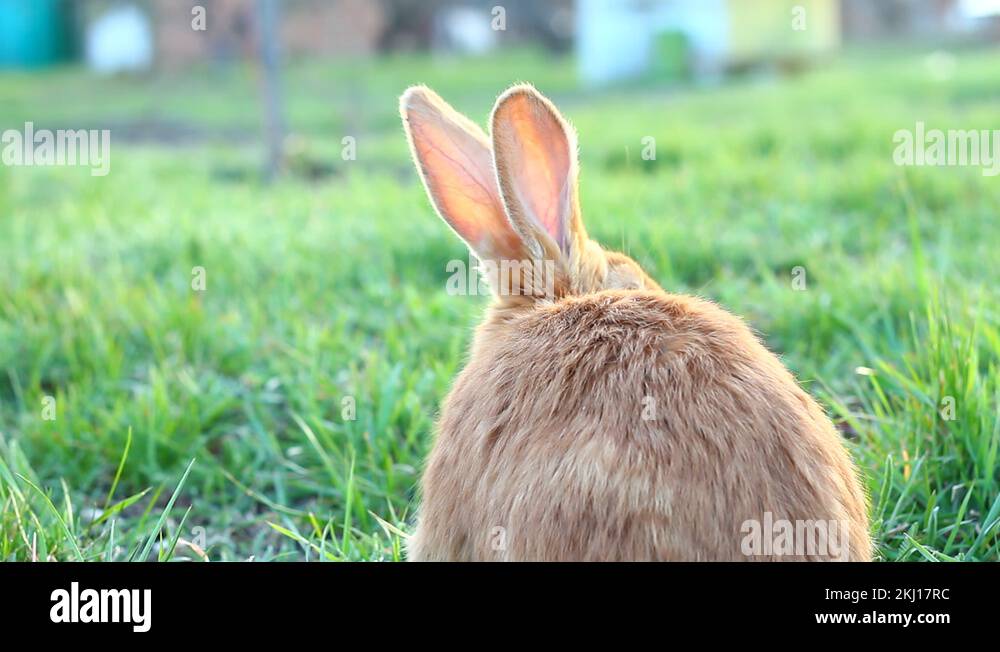 Big eared animals Stock Videos & Footage - HD and 4K Video Clips - Alamy