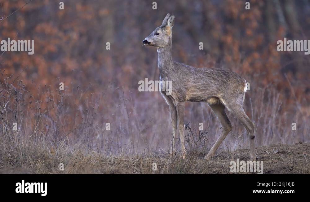 Roe deer tail Stock Videos & Footage - HD and 4K Video Clips - Alamy