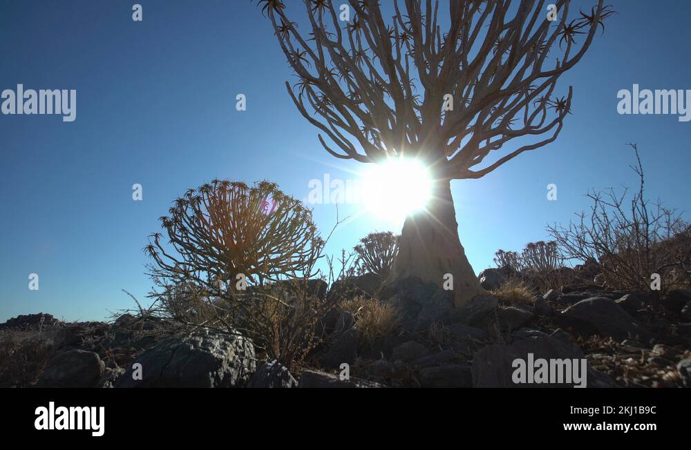 Kalahari desert quiver tree Stock Videos & Footage - HD and 4K Video ...