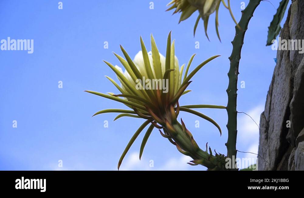 Beautiful pitaya flower Stock Videos & Footage - HD and 4K Video Clips ...