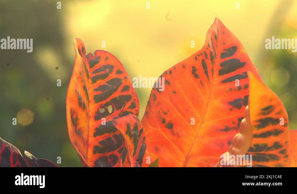 Codiaeum variegatum (fire croton, garden croton, or variegated croton ...