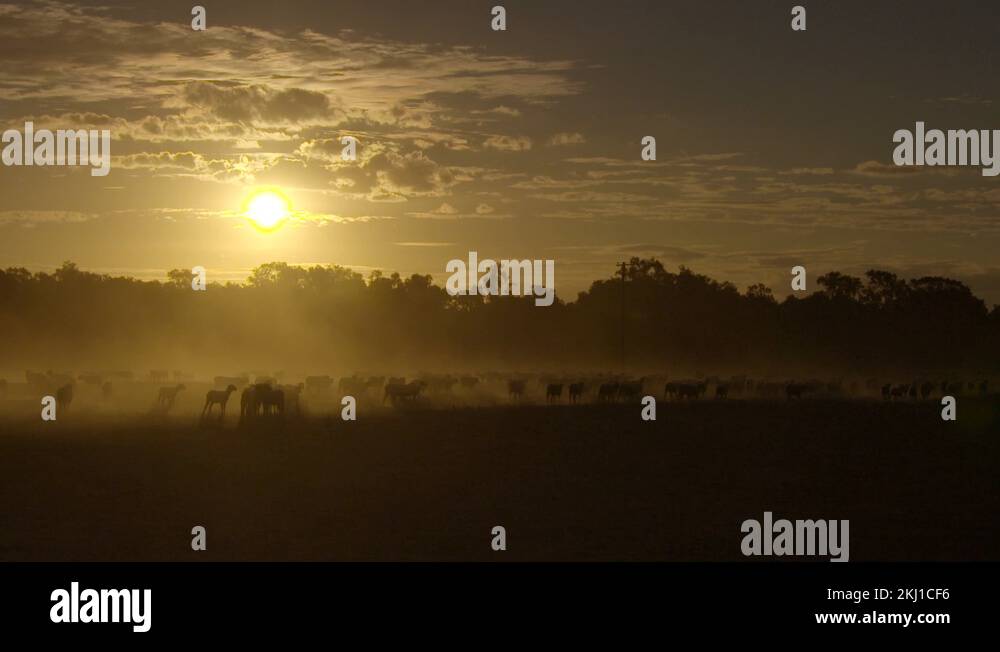Australian sheep farm Stock Videos & Footage - HD and 4K Video Clips ...