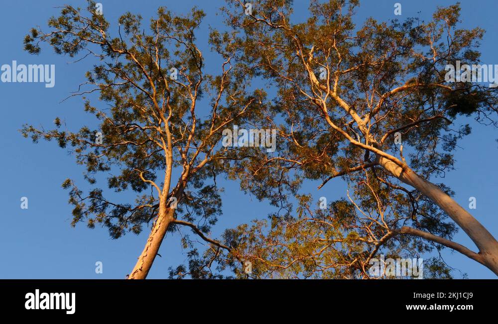 Pointed trees Stock Videos & Footage - HD and 4K Video Clips - Alamy