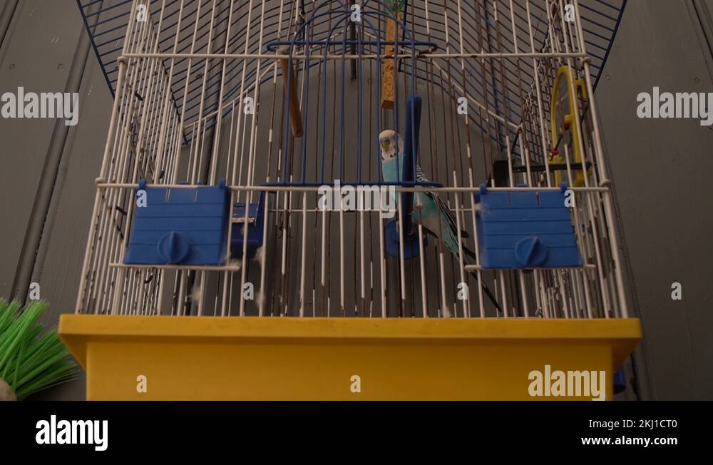 Iron parrot Stock Videos & Footage - HD and 4K Video Clips - Alamy