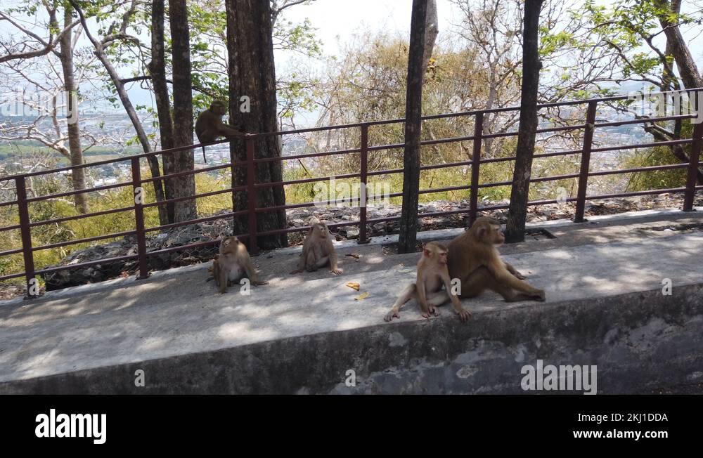Mountain of monkeys in Phuket, family of monkeys lives on mountain in ...