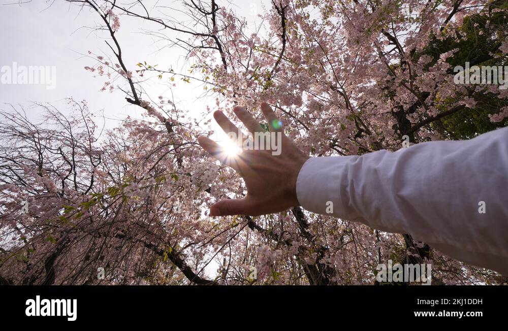 Man hold hand against cherry blossom crown, sun light blink through ...