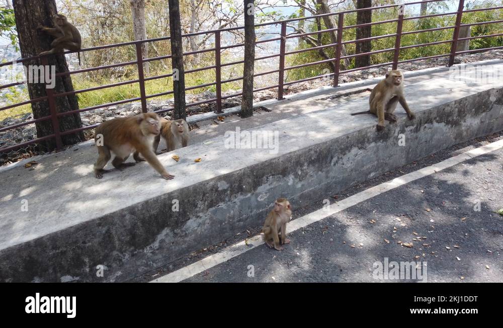 Mountain of monkeys in Phuket, family of monkeys lives on mountain in ...
