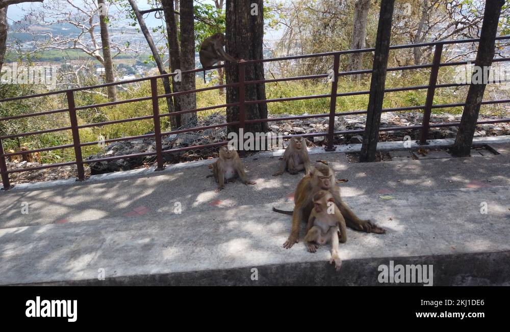Mountain of monkeys in Phuket, family of monkeys lives on mountain in ...