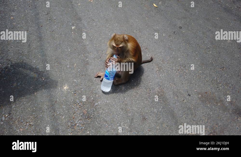 Mountain of monkeys in Phuket, family of monkeys lives on mountain in ...