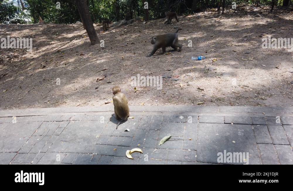 Mountain of monkeys in Phuket, family of monkeys lives on mountain in ...