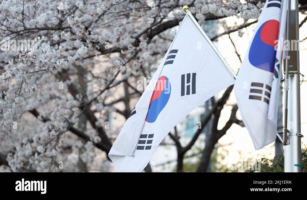 Asia cherry trees Stock Videos & Footage - HD and 4K Video Clips - Alamy