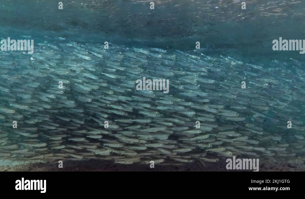 Massive school of small fish slowly swims under surface of water in ...