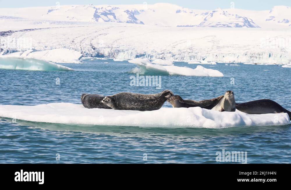 Leopard seals Stock Videos & Footage - HD and 4K Video Clips - Alamy