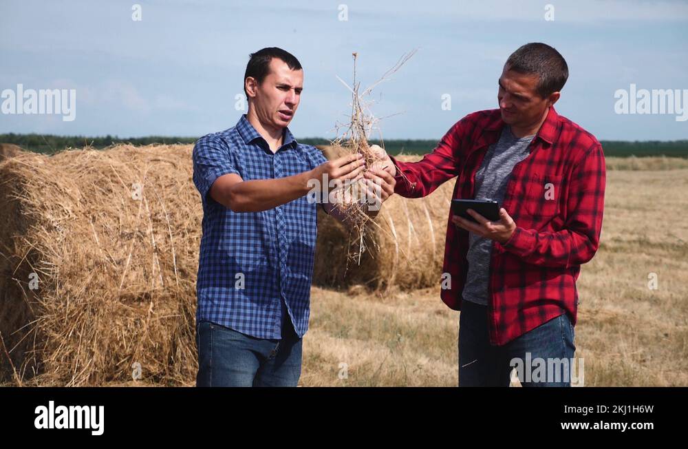 Teamwork. Two farmers study straw bales. Male agronomists in jeans and ...