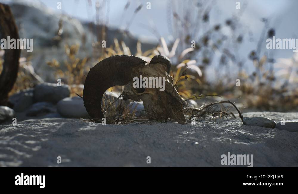 Skull of a dead ram in the desert Stock Video Footage - Alamy