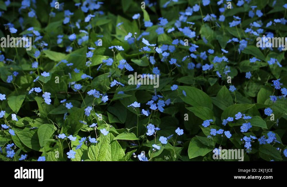 Forget me nots plant Stock Videos & Footage - HD and 4K Video Clips - Alamy
