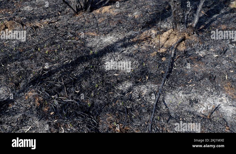 Scorched earth and tree trunks after a spring fire in forest. Black ...