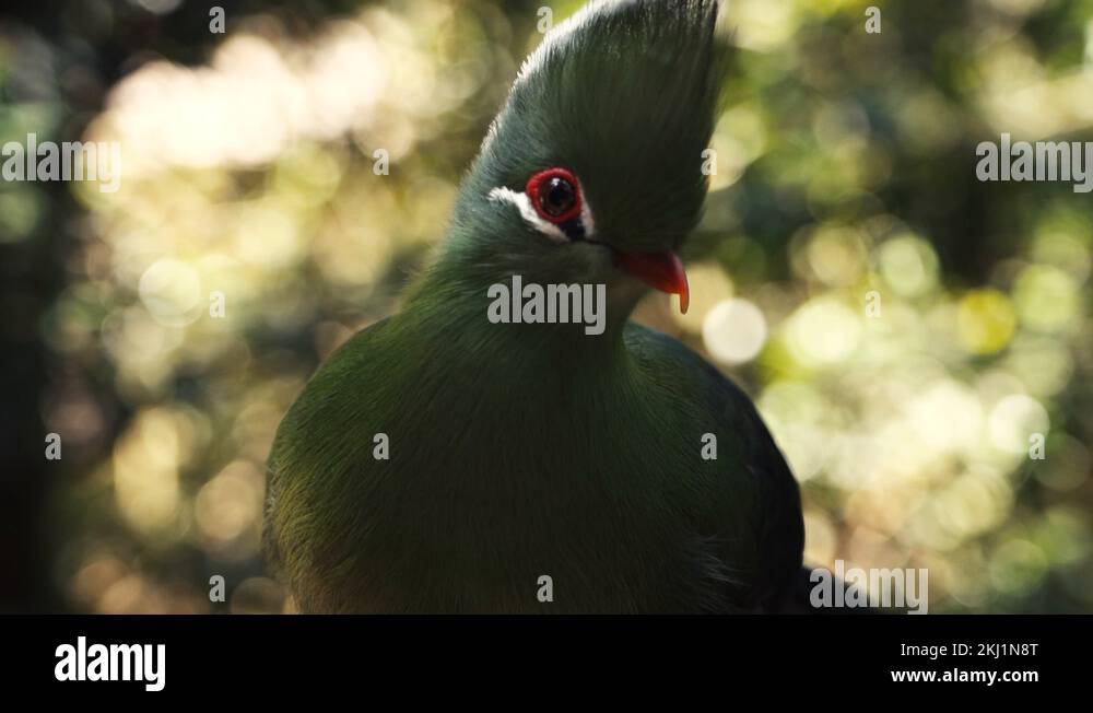 Turacos Stock Videos & Footage - HD and 4K Video Clips - Alamy