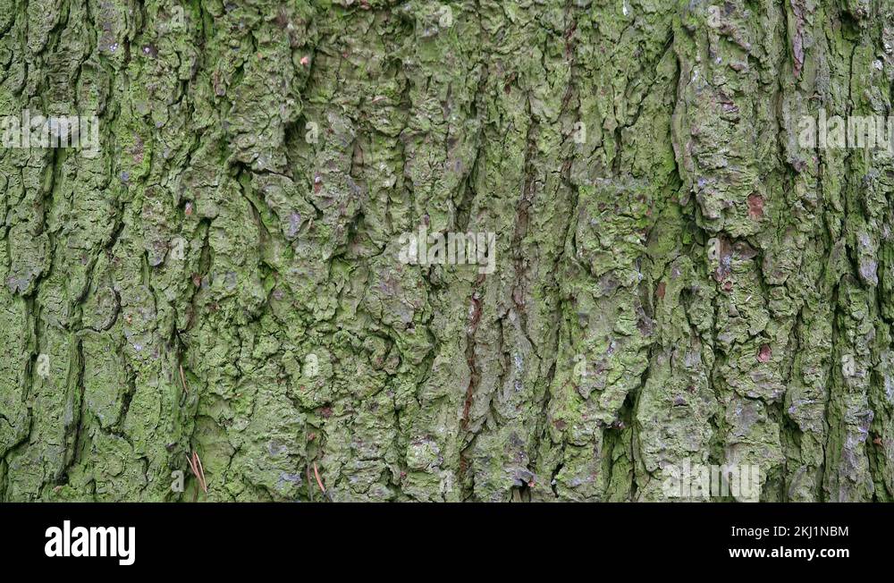 Pattern of the rough tree bark covered with Green Algae (Pleurococcus ...