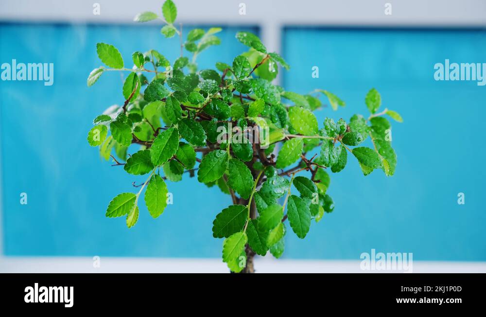Mini climate Stock Videos & Footage - HD and 4K Video Clips - Alamy