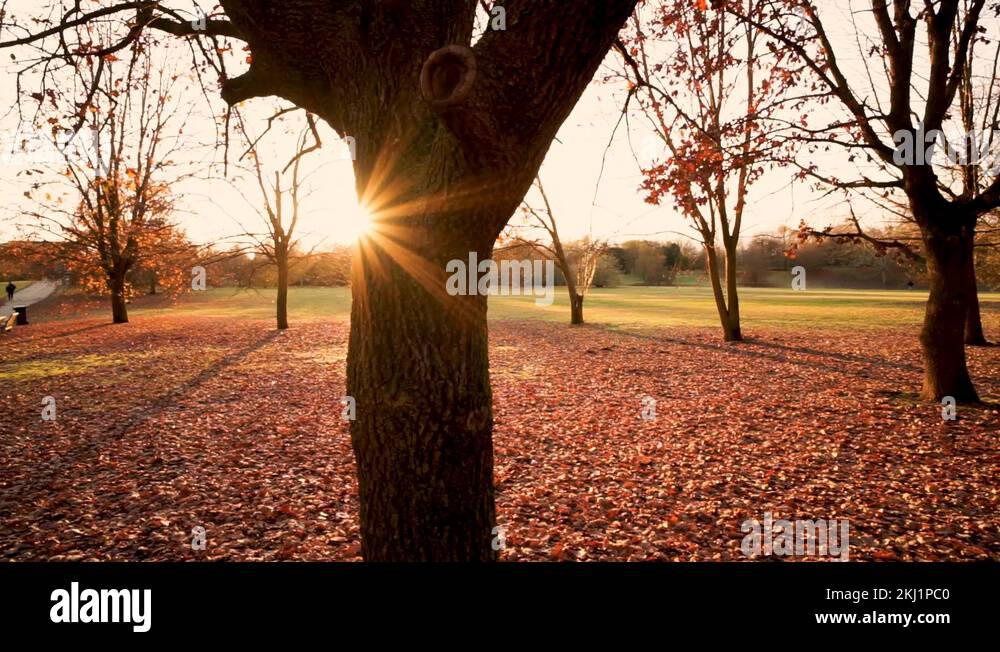 Natural scene of the sun filtering through a tree in the middle of an ...