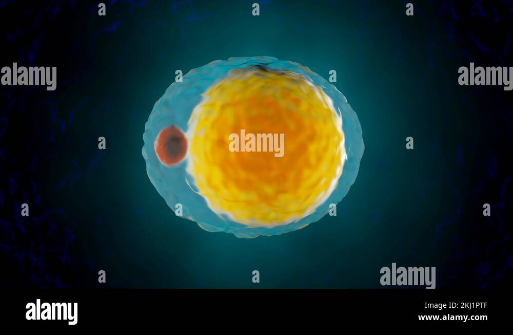 Adipocyte anatomy Stock Videos & Footage - HD and 4K Video Clips - Alamy