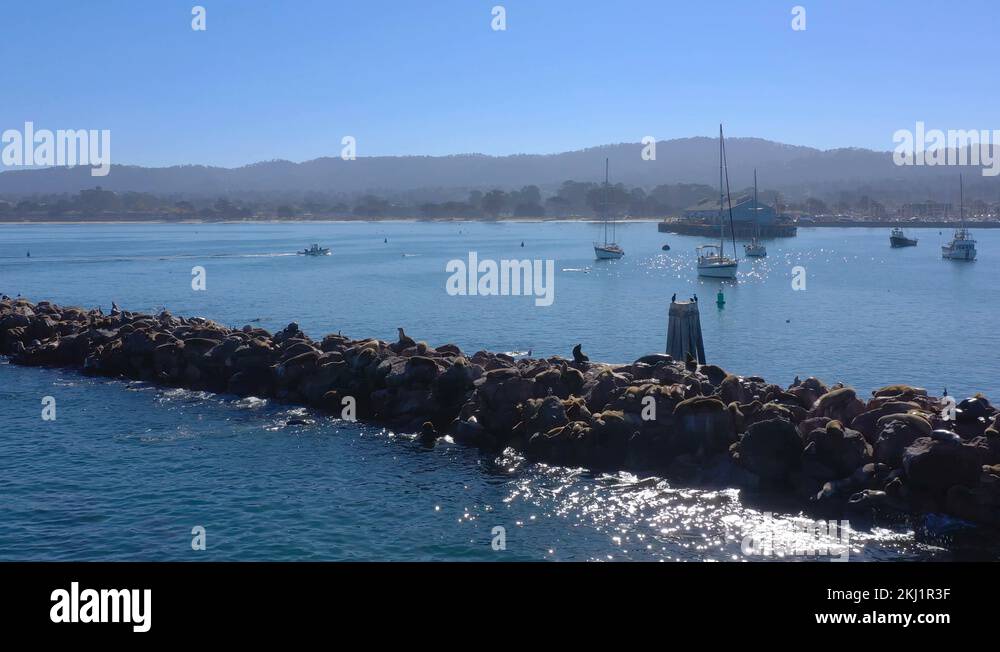 Monterey harbor seals Stock Videos & Footage - HD and 4K Video Clips ...