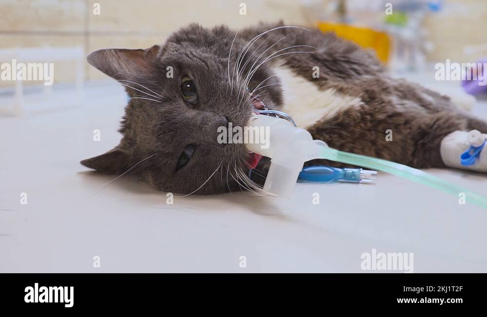 Artificial cats Stock Videos & Footage - HD and 4K Video Clips - Alamy