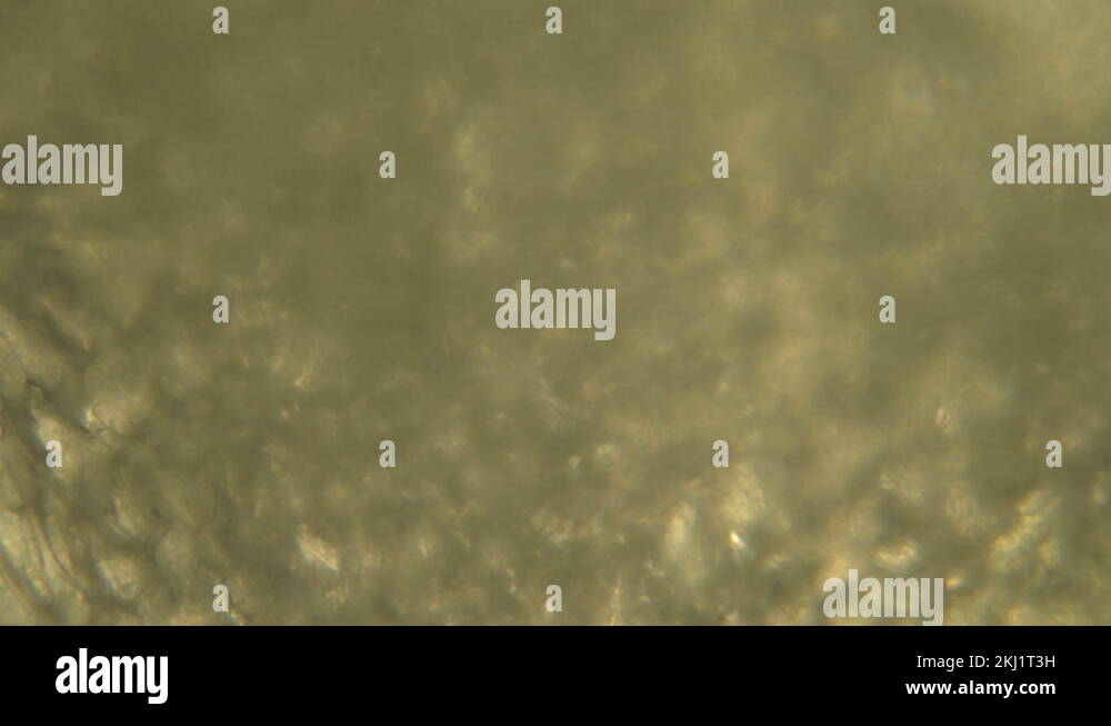 Membrane cell microscopy Stock Videos & Footage - HD and 4K Video Clips ...