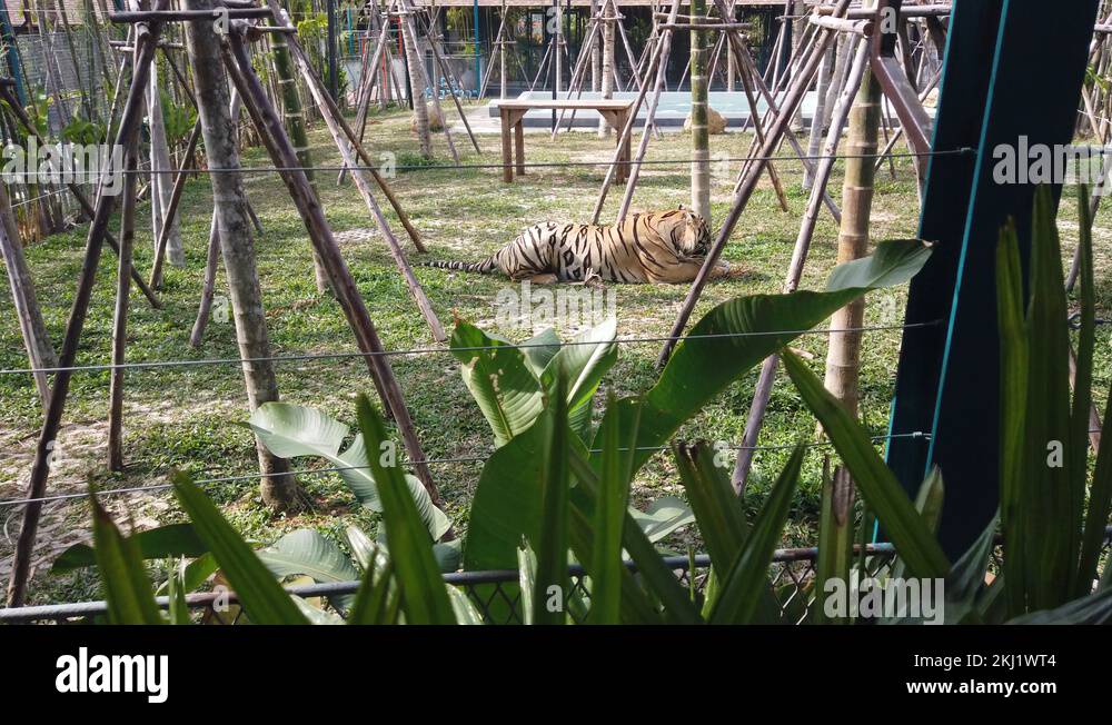 Tiger in his enclosure, tiger kingdom in Thailand, Phuket Stock Video ...