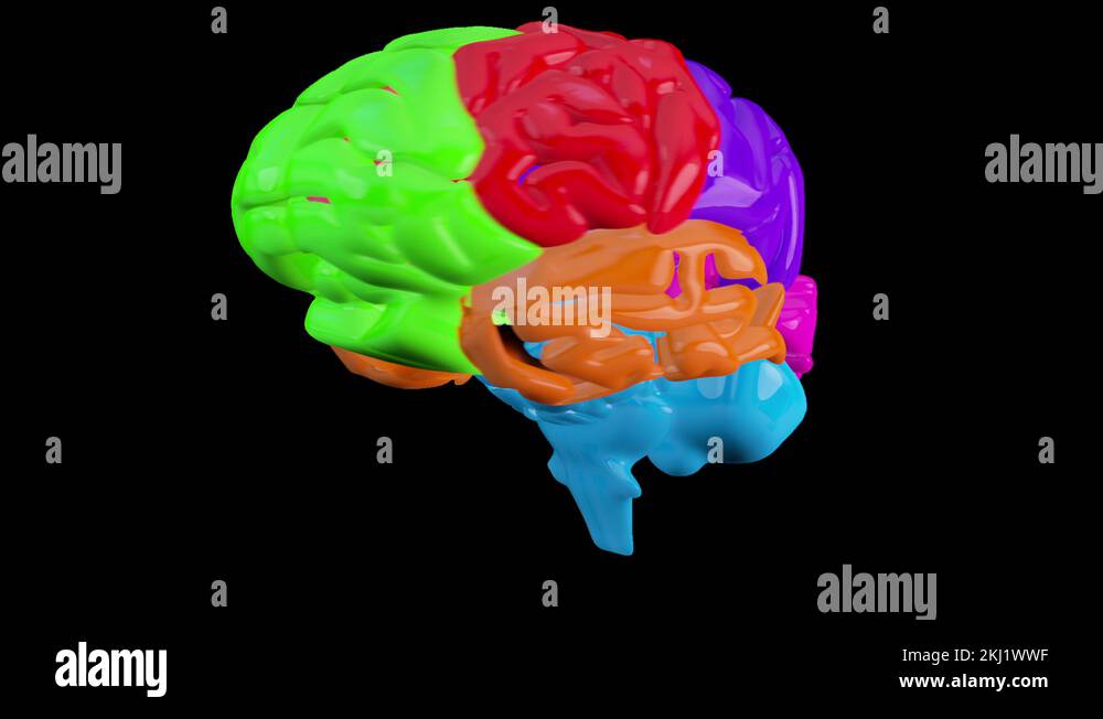 Parietal lobe brain highlighted red Stock Videos & Footage - HD and 4K ...