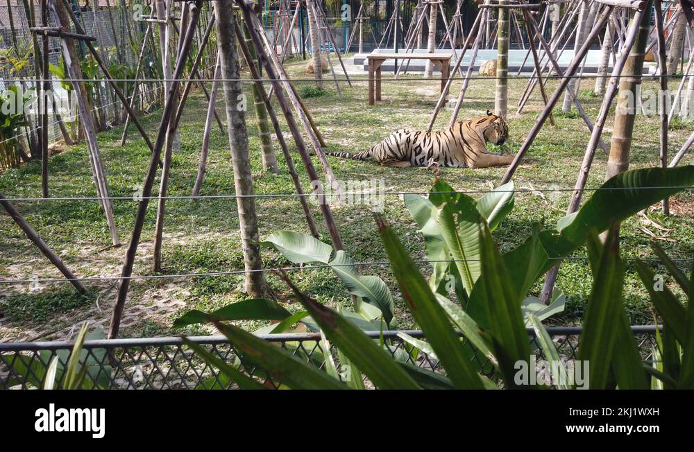 Tiger in his enclosure, tiger kingdom in Thailand, Phuket Stock Video ...