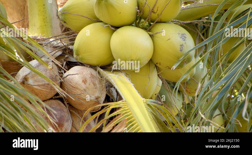 Coconuts in a palm tree Stock Videos & Footage - HD and 4K Video Clips ...