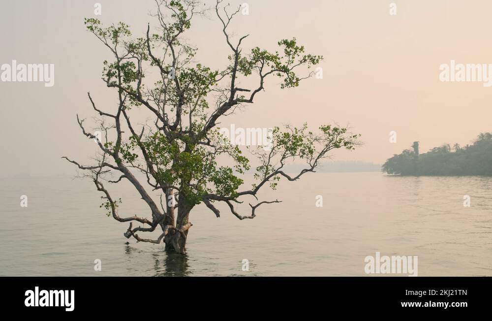 mangrove tree in sea water after flood Stock Video Footage - Alamy