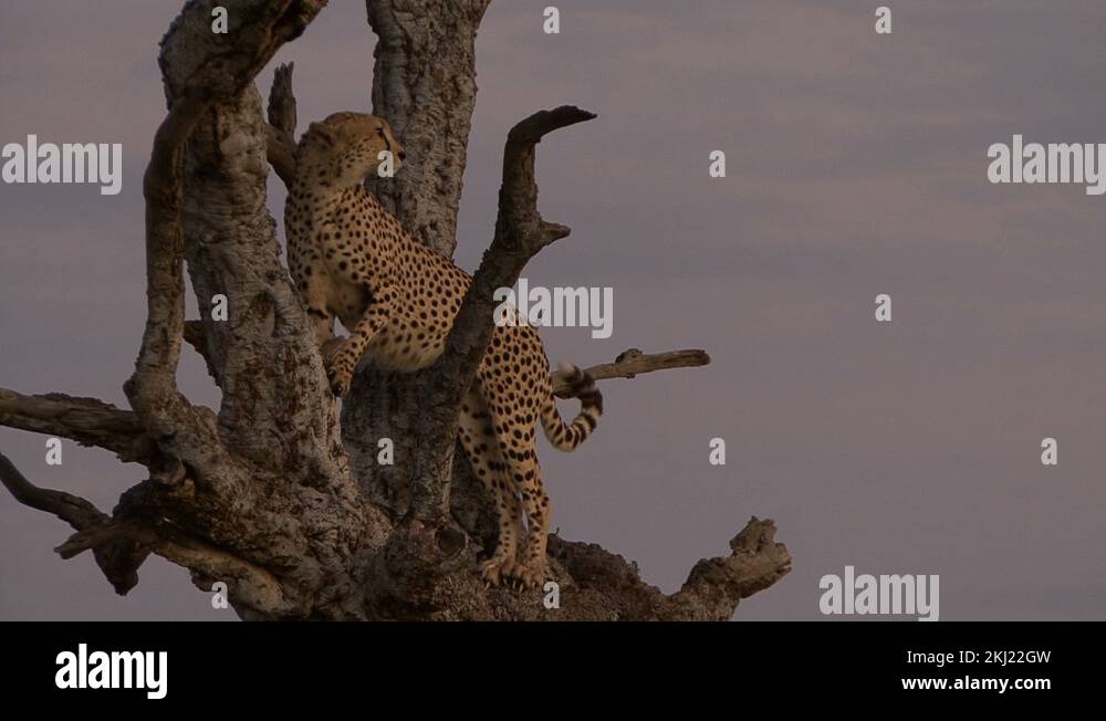 Cheetah in tree Stock Videos & Footage - HD and 4K Video Clips - Alamy
