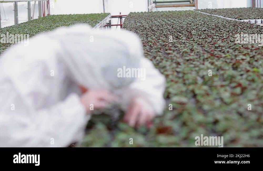 Botanist microscope Stock Videos & Footage - HD and 4K Video Clips - Alamy