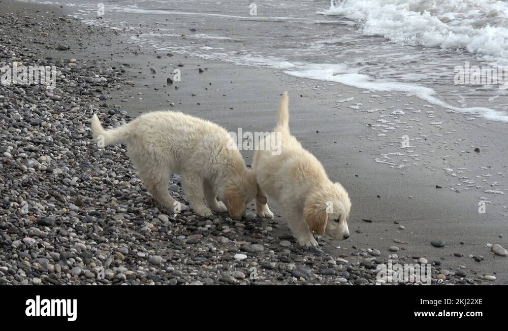 Sea puppies Stock Videos & Footage - HD and 4K Video Clips - Alamy
