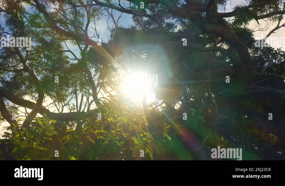 Kokee State Park. Hawaii. Sunlight breaks through leaves and branches ...