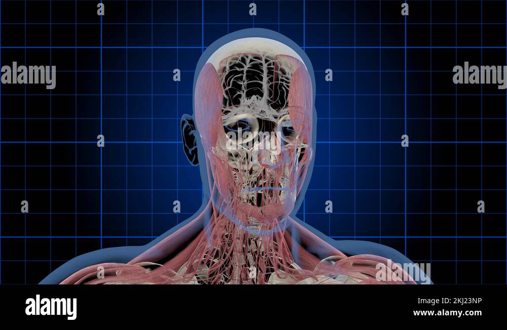 X-ray Man 1005: A Male Head Rotating Showing The Brain And Skull Stock ...