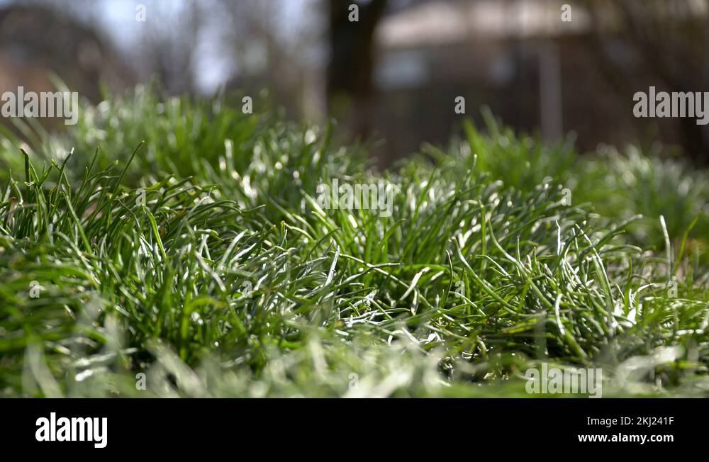 Garden bushes in spring Stock Videos & Footage - HD and 4K Video Clips ...