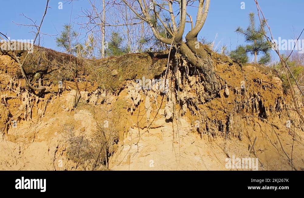 Surface root system Stock Videos & Footage - HD and 4K Video Clips - Alamy