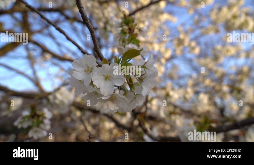 Sakura blooms Stock Videos & Footage - HD and 4K Video Clips - Alamy