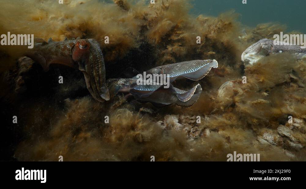 Australian Giant Cuttlefish Aggregation (Sepia apama) Underwater in ...