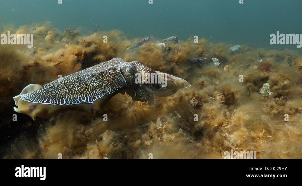 Australian Giant Cuttlefish Mating Aggregation (Sepia apama) Underwater ...