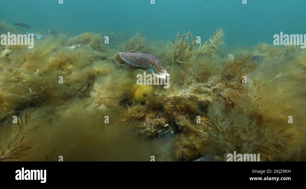 Australian Giant Cuttlefish Aggregation (Sepia apama) Underwater in ...