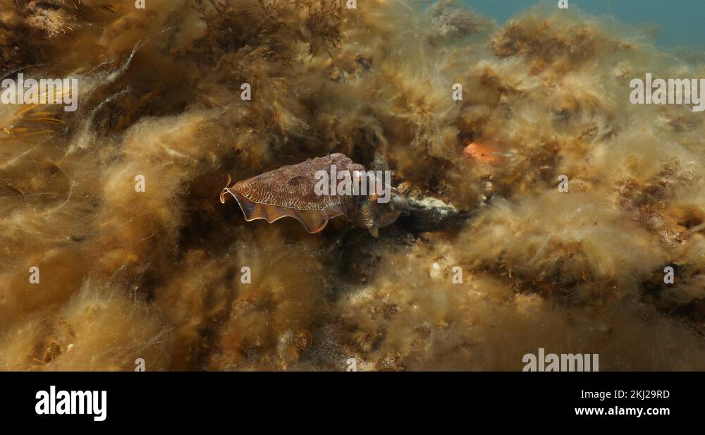 Australian Giant Cuttlefish Mating Aggregation (Sepia apama) Underwater ...