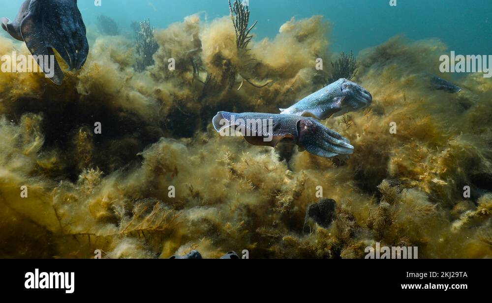 Australian Giant Cuttlefish Aggregation (Sepia apama) Underwater in ...