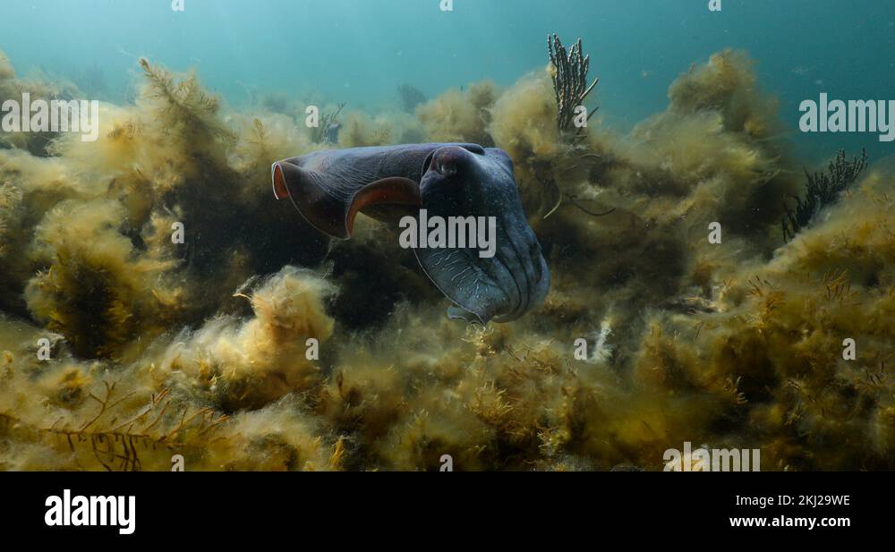 Australian Giant Cuttlefish Aggregation (Sepia apama) Underwater in ...